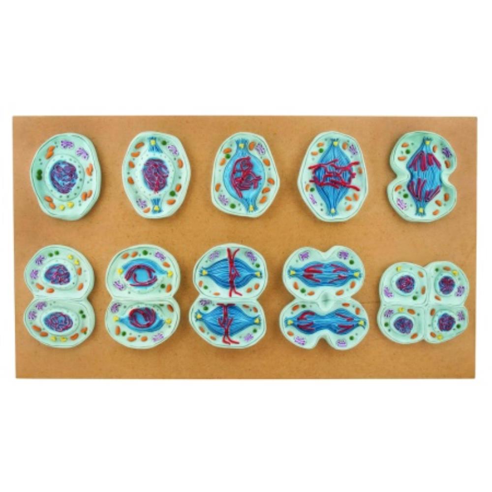 Meiosis Model Activity Set, Pa | 2668N | EISCO | SE
