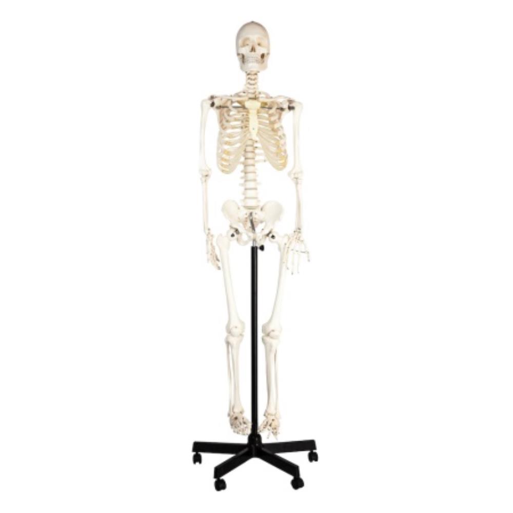 Life Sized Human Skeleton Mode | AMCH1002AS | EISCO | SE