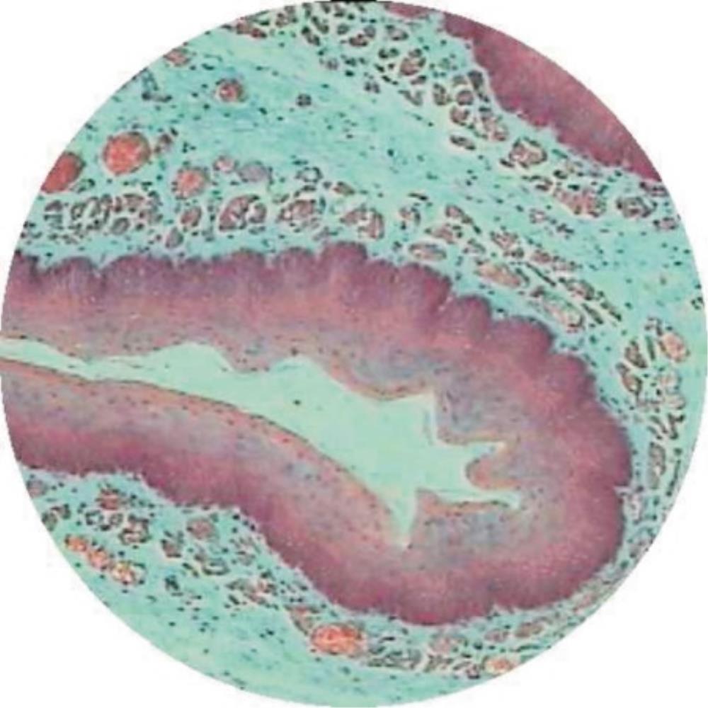Prepared Slide - Stomach Stain | BB0026 | SE