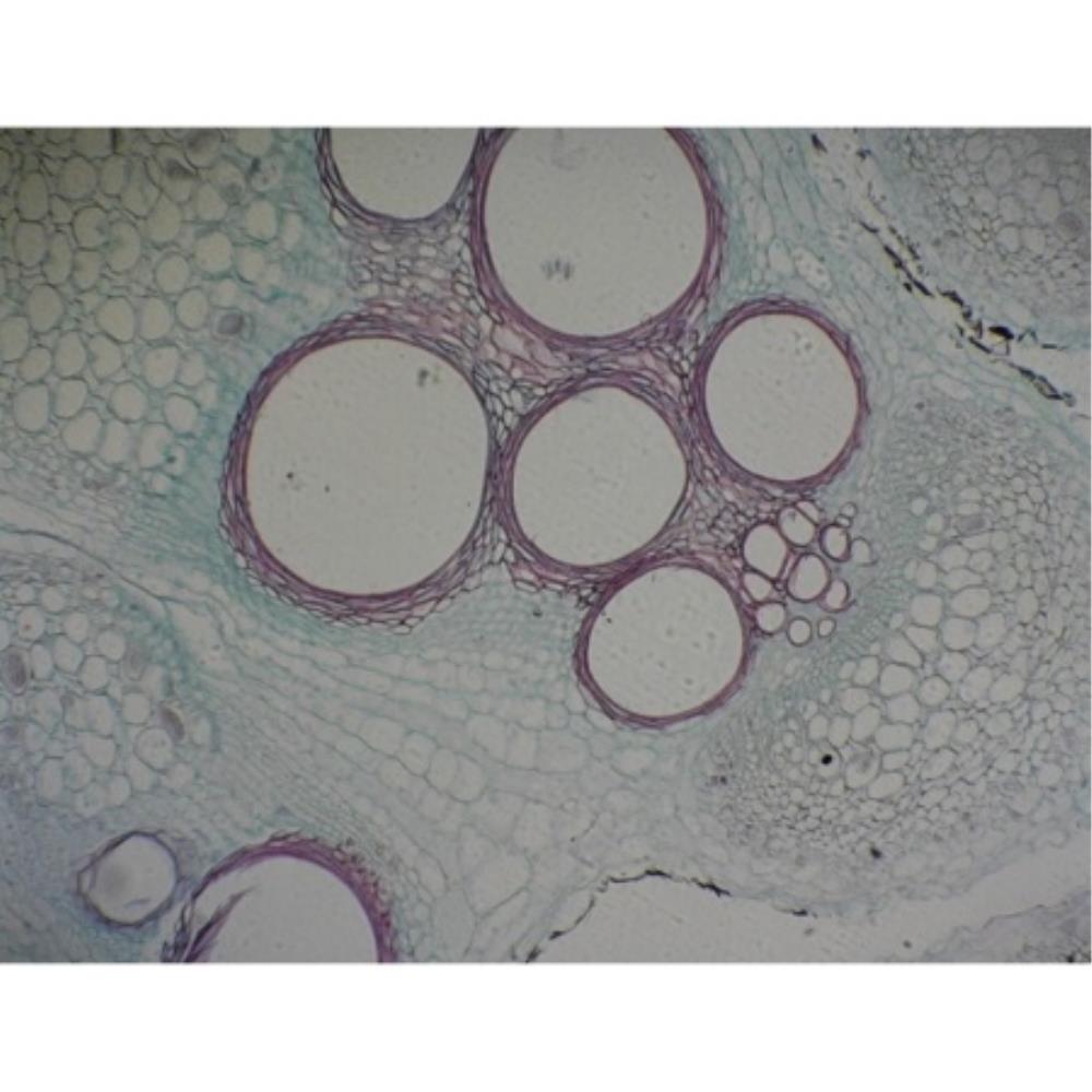 Cucurbita T.S Stem For Sieve T | BB0106 | SE
