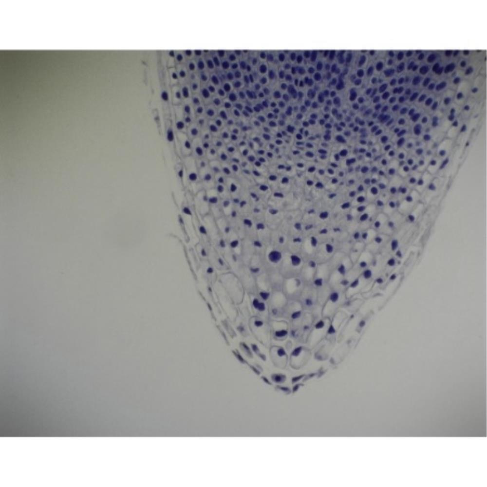 Allium Root Tip Stained For Mi | BB1238 | SE