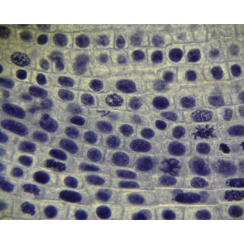 Allium Root Tip Stained For Mi | BB1238 | SE