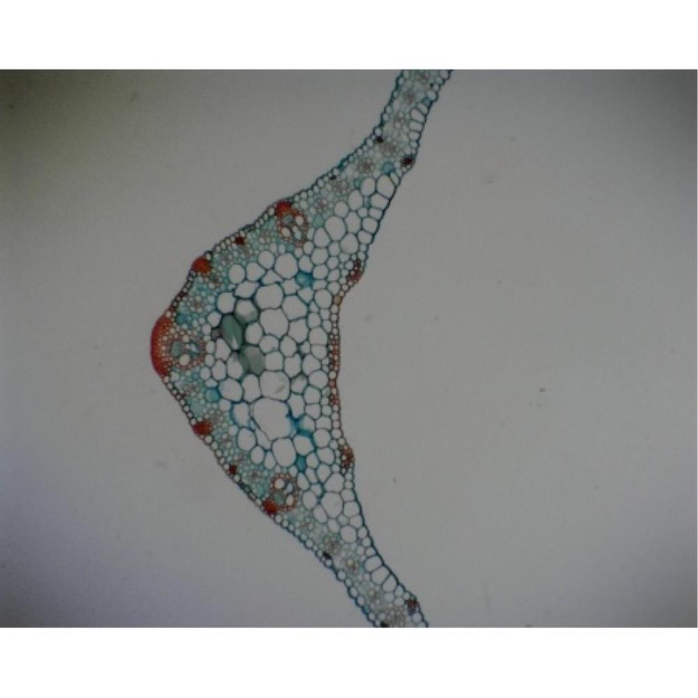 Monocot Leaf Under Microscope