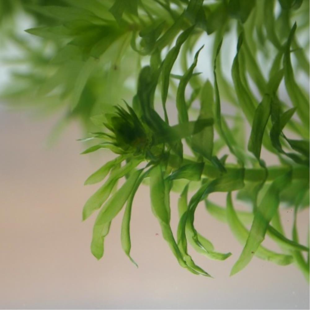 Living Pond Weed - Elodea Dens | BB1500 | SE