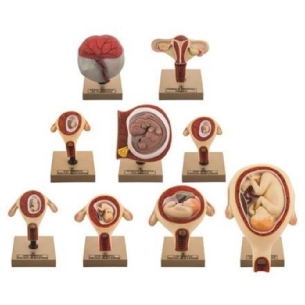 Embryonic and Fetal Developmen | BIO1128 | SE