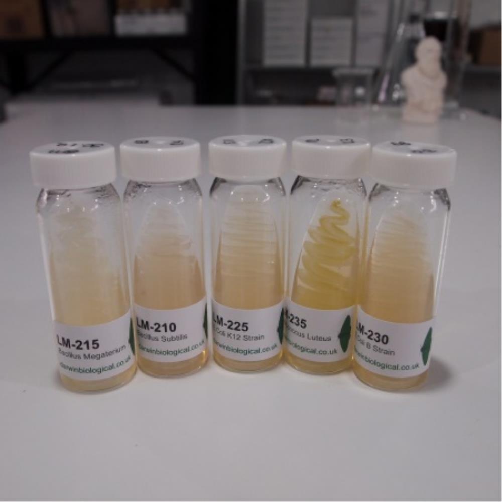 Bacillus Megaterium Culture | MB2006 | SE