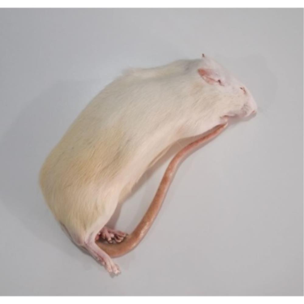 Frozen Rat | PF-200-1 | SE