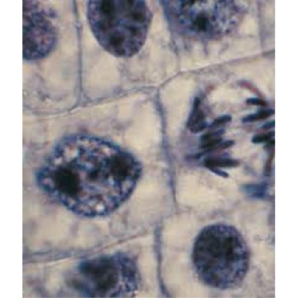 SLIDE SET MITOSIS + MEIOSIS | PM95214 | SE