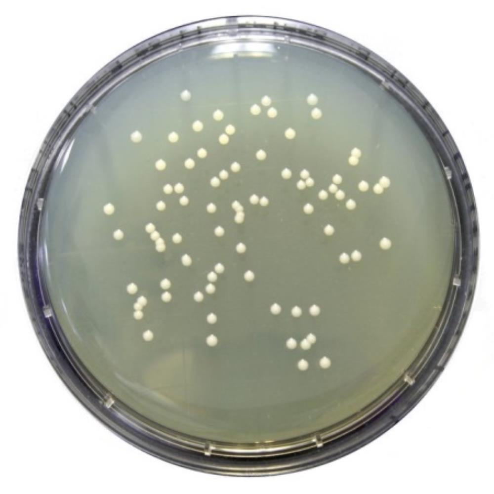 Thermo Scientific Oxoid Trypto | PO0193C | OXOID | SE