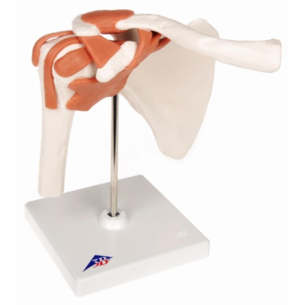 3B Functional Shoulder Joint M | SE1000159 | 3B SCIENTIFIC | SE