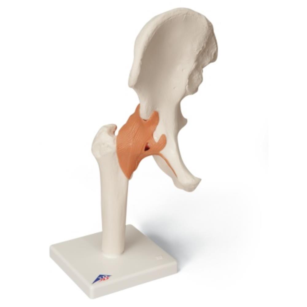 3B Functional Hip Joint Model | SE1000161 | 3B SCIENTIFIC | SE