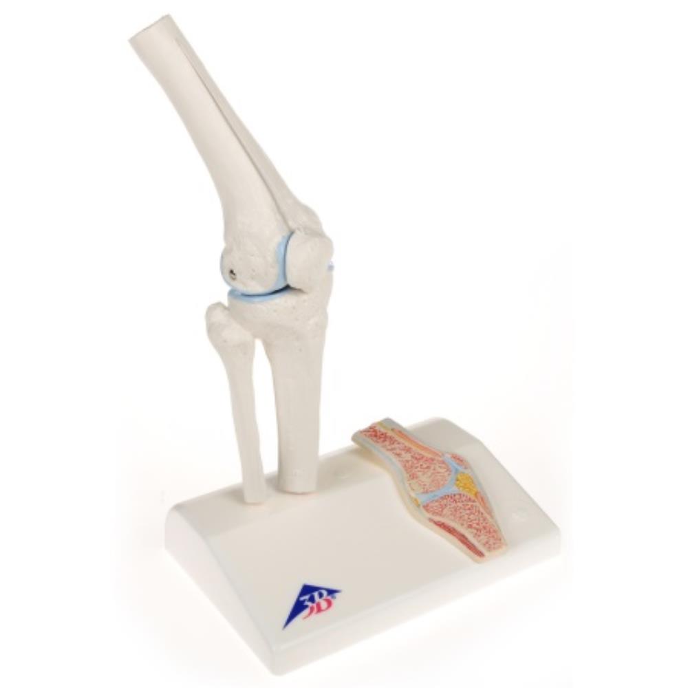 3B Mini Functional Knee Joint | SE1000170 | 3B SCIENTIFIC | SE