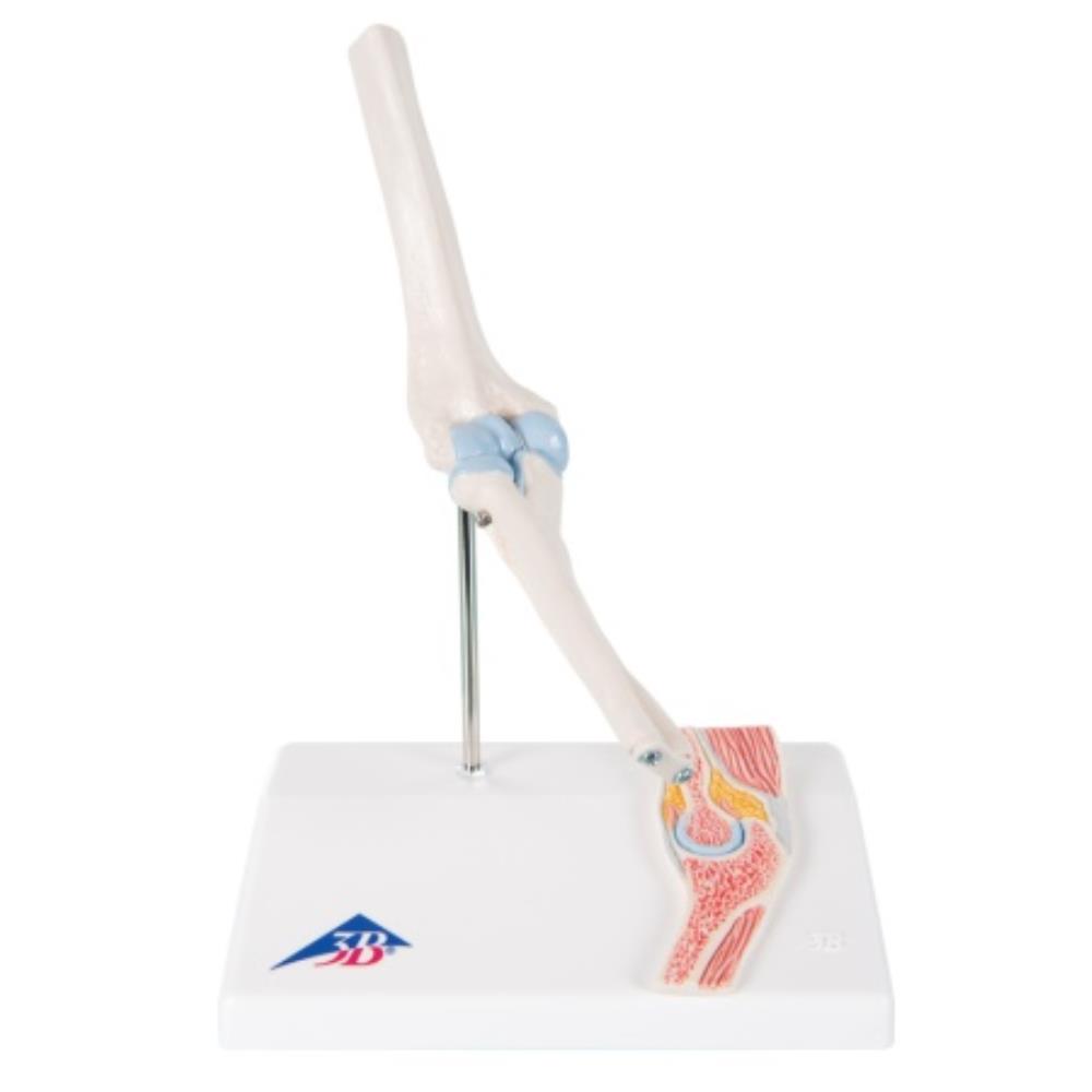 3B Mini Functional Elbow Joint | SE1000174 | 3B SCIENTIFIC | SE