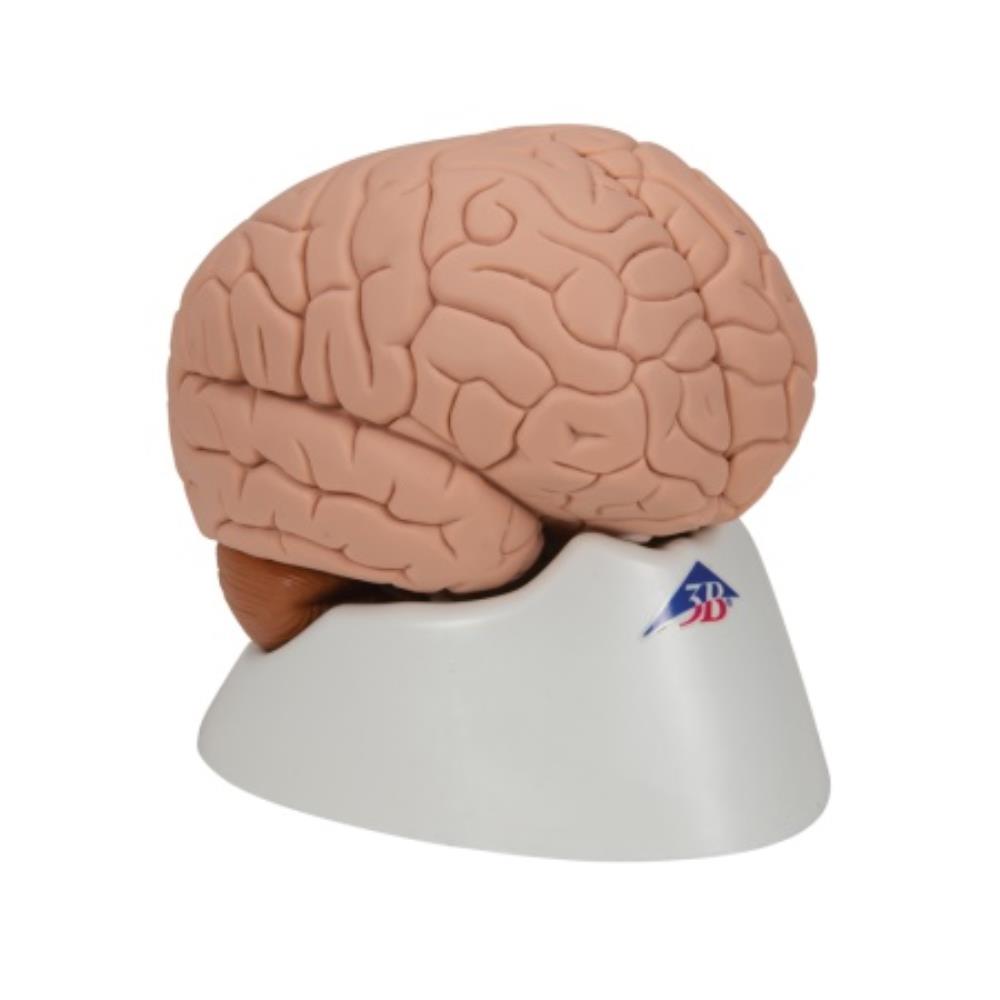 3B Brain Model 2 part | SE1000222 | 3B SCIENTIFIC | SE