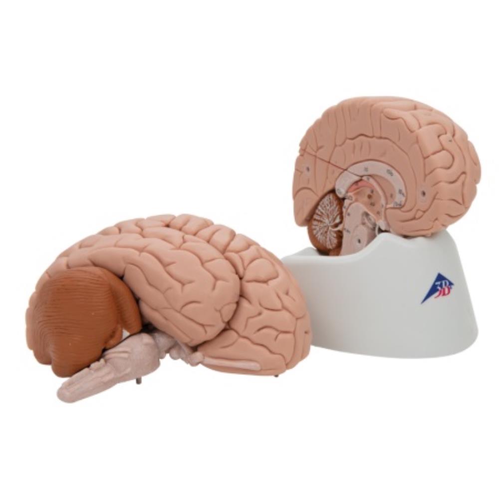 3B Brain Model 8 part | SE1000225 | 3B SCIENTIFIC | SE