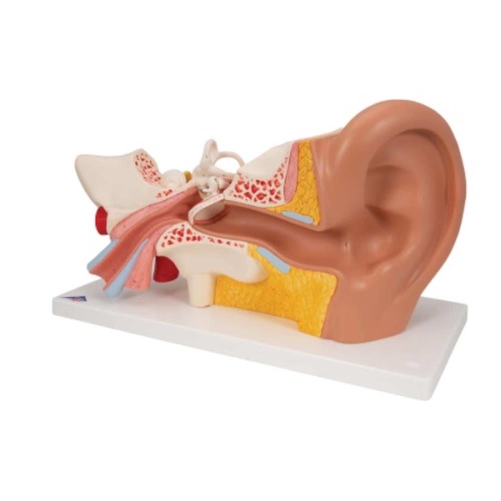 3B Ear Model (x3) 4 part | SE1000250 | 3B SCIENTIFIC | SE