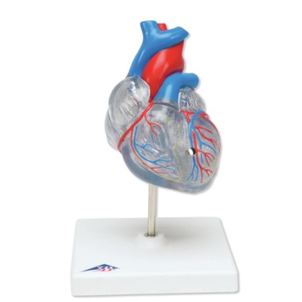 3B Classic Heart Model with C | SE1000266 | 3B SCIENTIFIC | SE