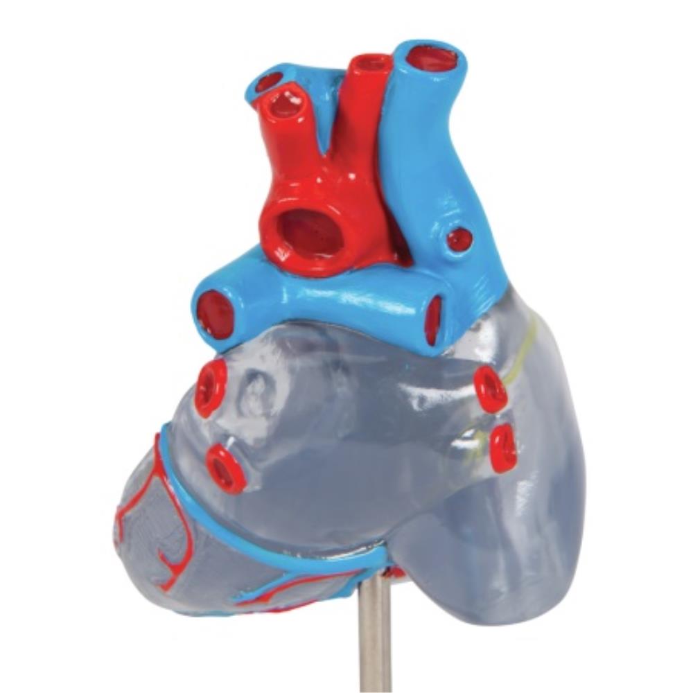 3B Classic Heart Model with C | SE1000266 | 3B SCIENTIFIC | SE