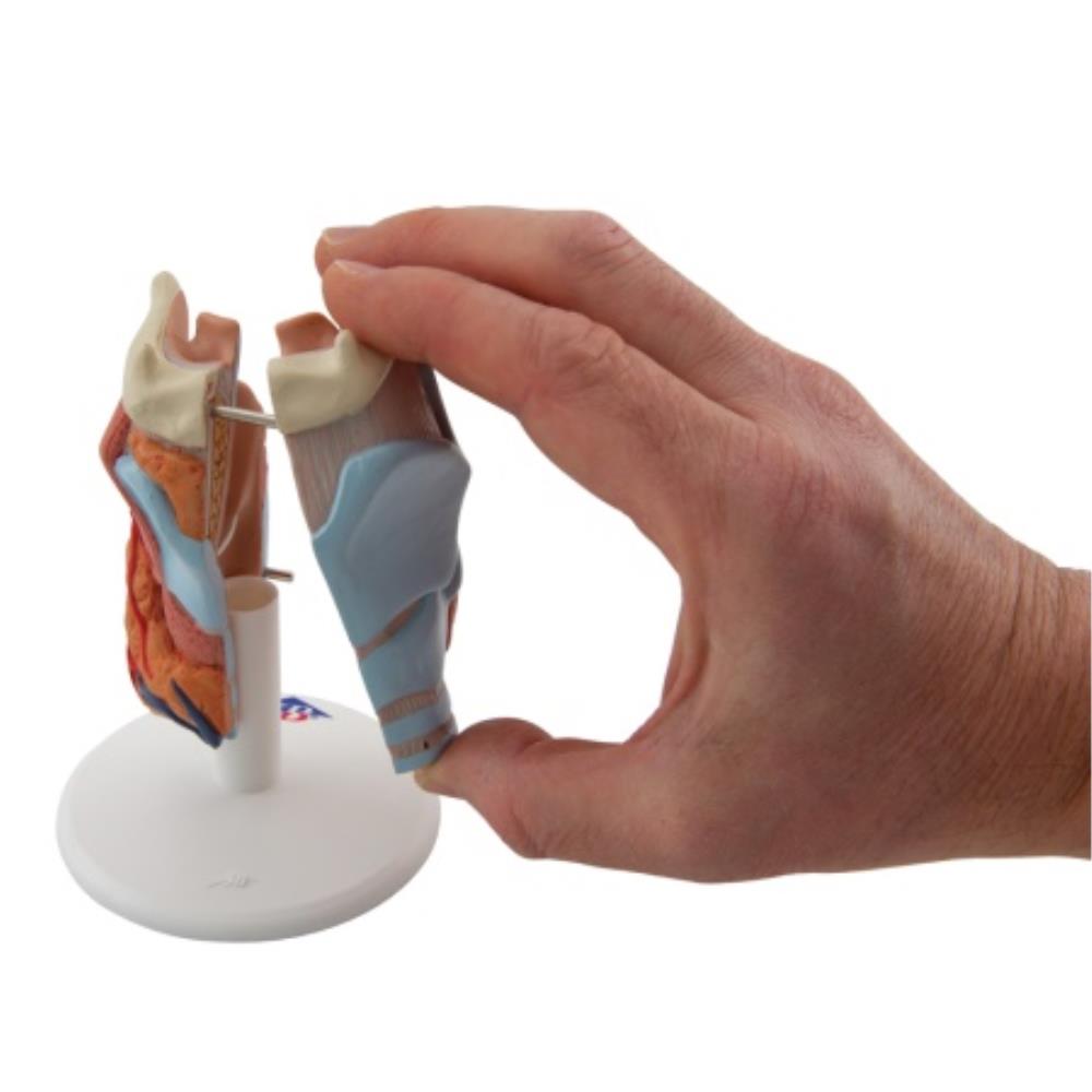 3B Larynx Model - 2 parts | SE1000273 | 3B SCIENTIFIC | SE