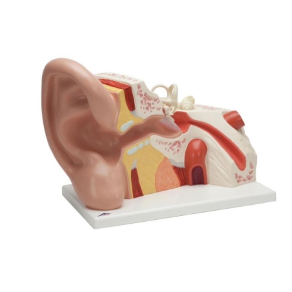 3B Giant Ear Model - 2 Parts | SE1008553 | 3B SCIENTIFIC | SE