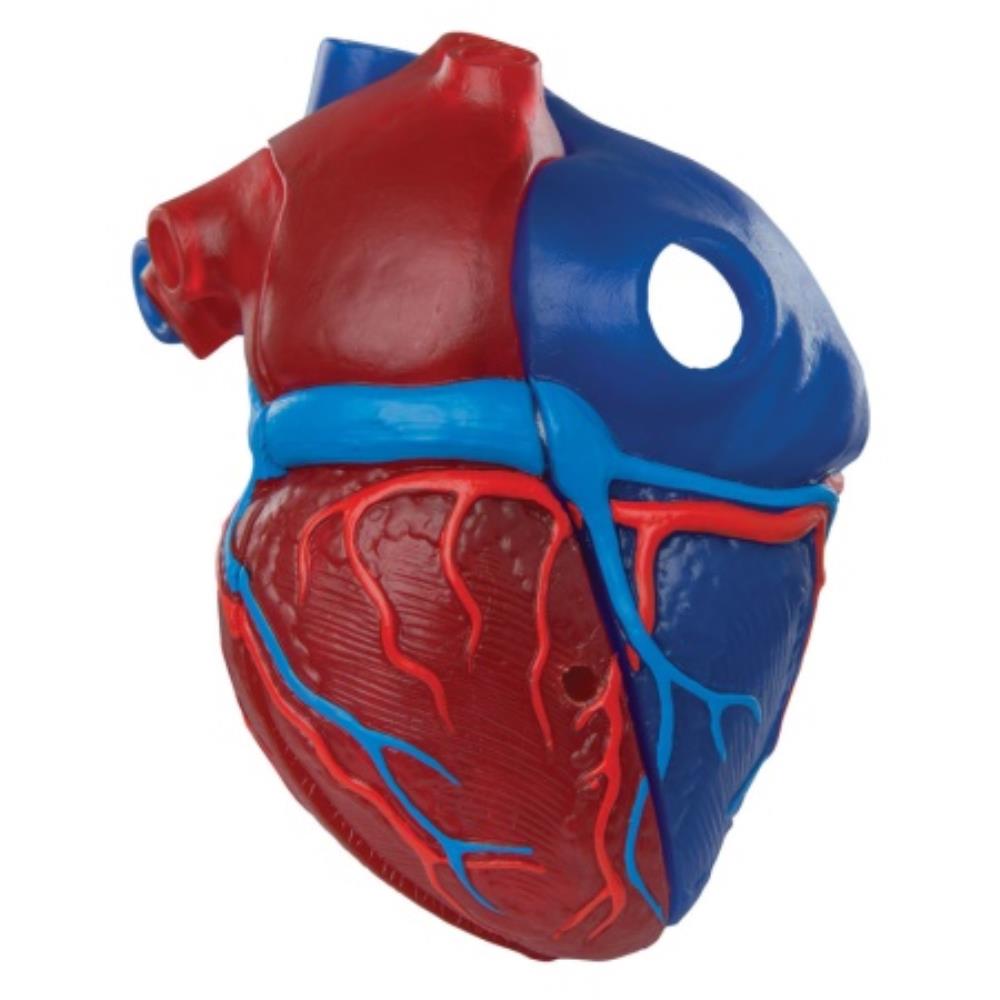 3B Heart Model - 5 Part | SE1010007 | 3B SCIENTIFIC | SE