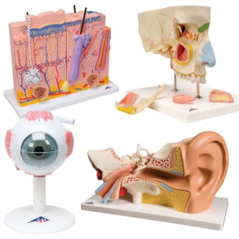 3B Anatomy Set Senses - Ear Ey | SE8000847 | 3B SCIENTIFIC | SE