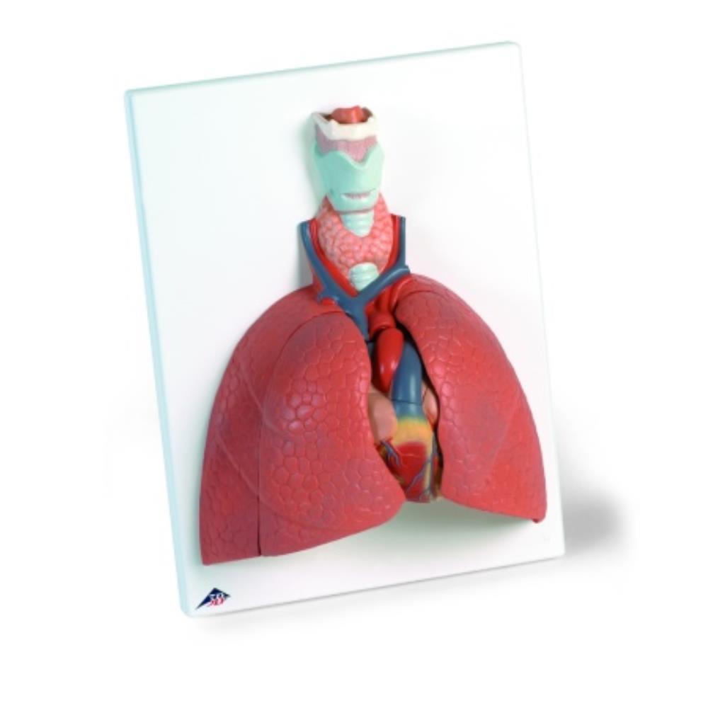 3B Lung Model - 5 Part | SE1001243 | 3B SCIENTIFIC | SE
