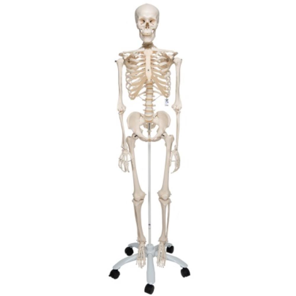 3B Classic 5ft Skeleton | SE1013853 | 3B SCIENTIFIC | SE